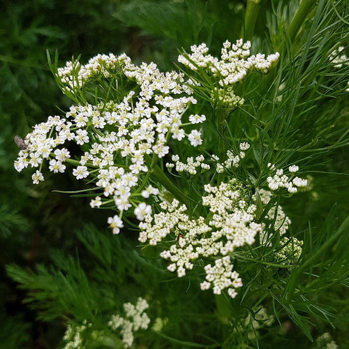 Caraway Herb 100 Seeds - GARDEN FRESH PACK! - Hirt's Gardens