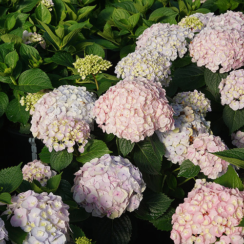 Wee Bit Innocent™ Bigleaf Hydrangea - 4" pot - Proven Winners - Hirt's ...