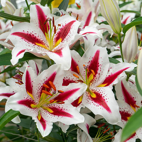 Big Smile Oriental Lily - 2 Bulbs 16/18 cm - New! - Hirt's Gardens