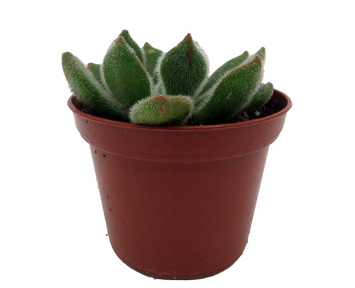 Firecracker Succulent Plant - Echeveria setosa - 2.5" Pot - Hirt's Gardens