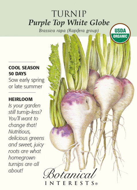 Purple Top White Globe ORGANIC Turnip Seeds - 2 grams - Hirt's Gardens