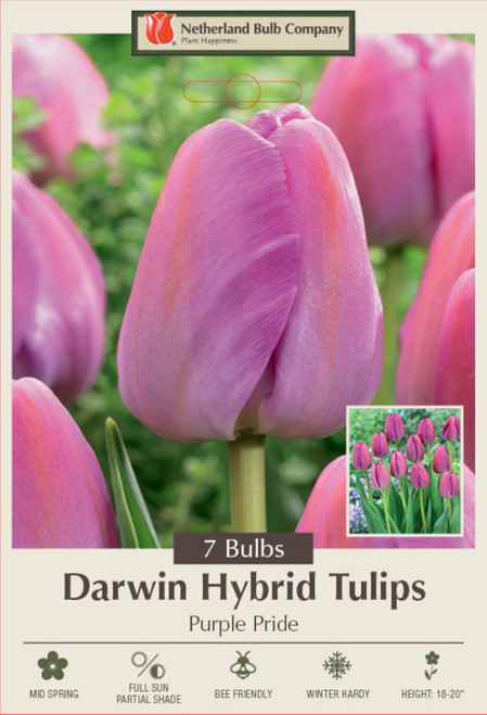Purple Pride Darwin Tulip- 12/+ cm Bulbs - 7 Bulbs - Large Flowers ...