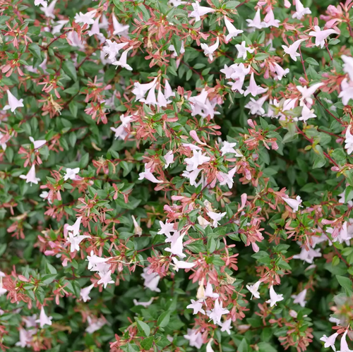 PINK PIÑATA™ Abelia - 4" Pot - Proven Winners - Hirt's Gardens