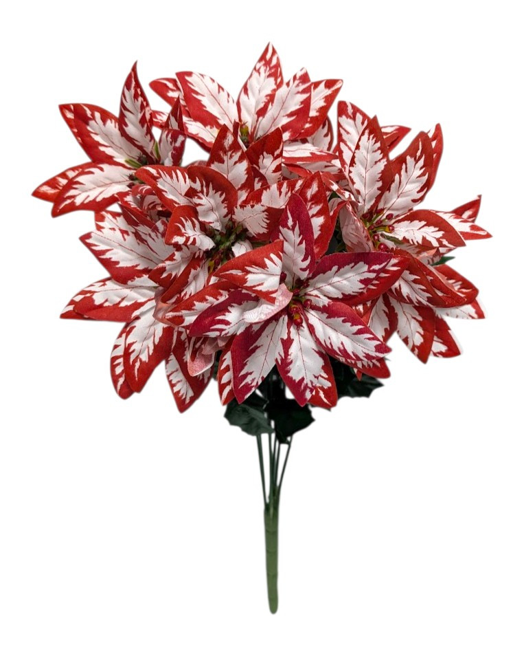 Candy Cane Colors Poinsettia Bush - Ben Franklin Online