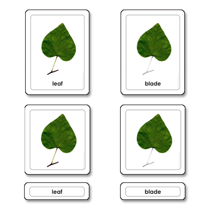 Part of a Leaf - 3 Part Cards - Think Education Supplies