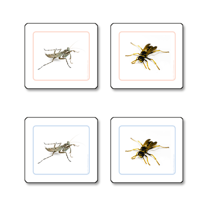 Insects - Matching Cards - Think Education Supplies