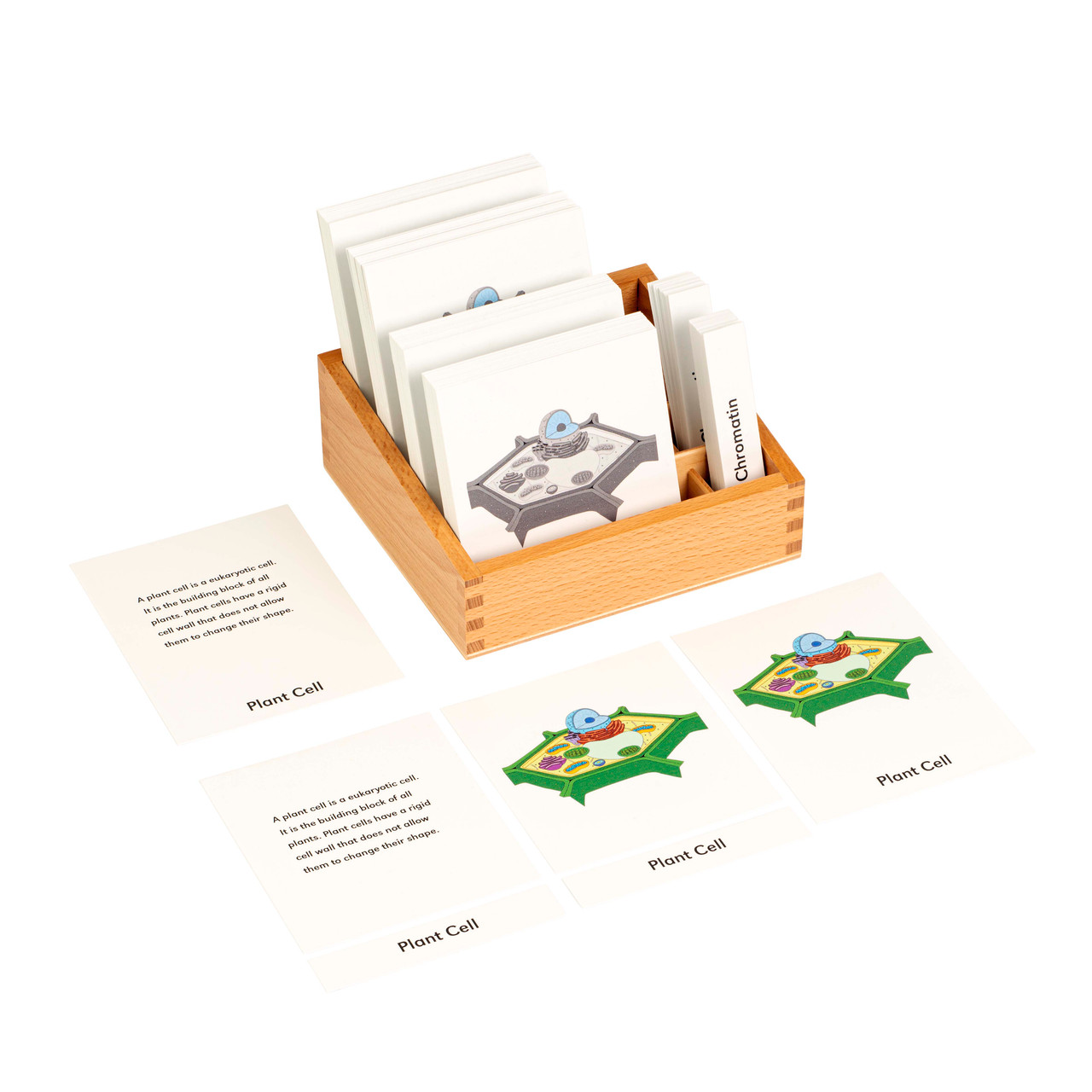 Plant Cell Nomenclature Cards - Think Education Supplies
