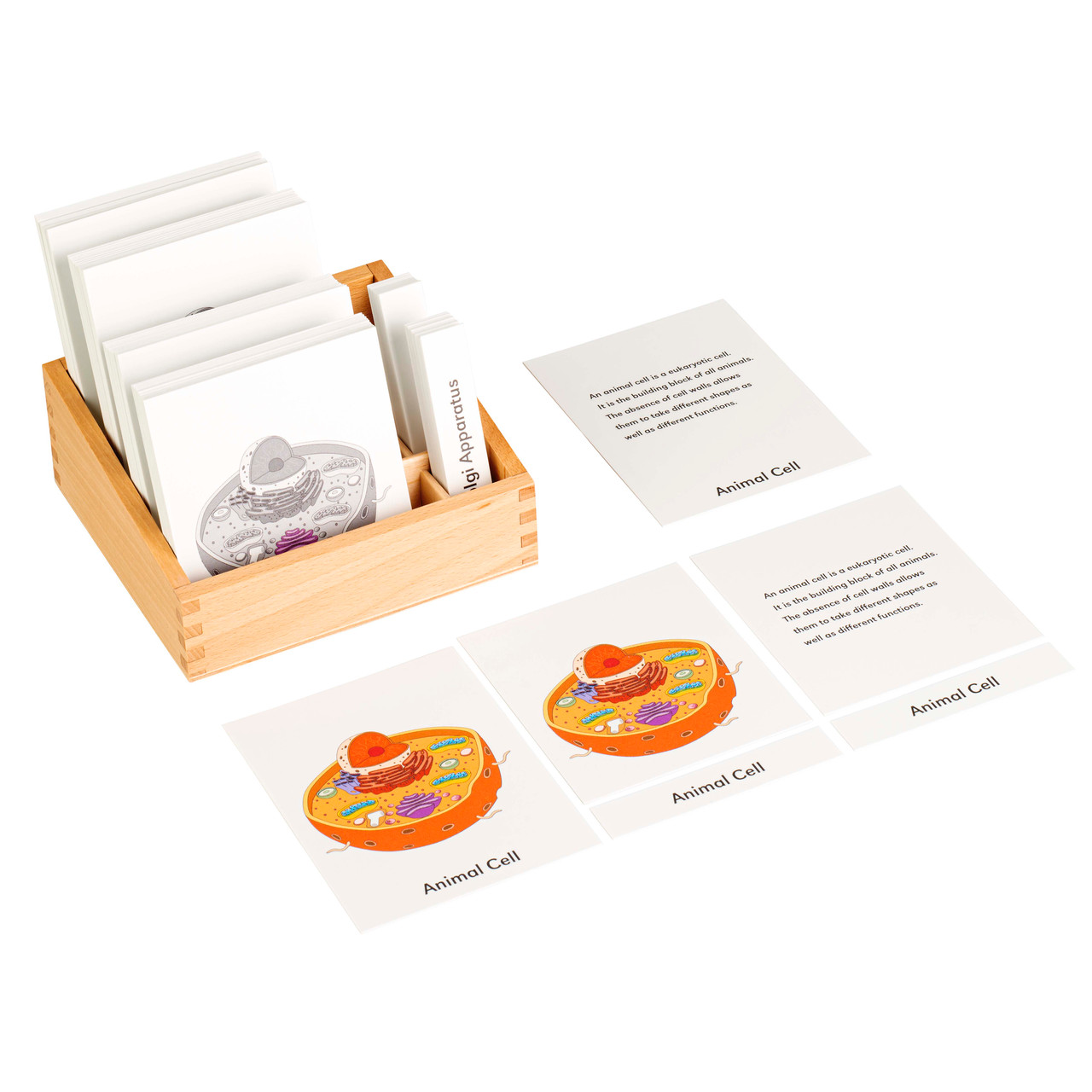 Animal Cell Nomenclature Cards - Think Education Supplies