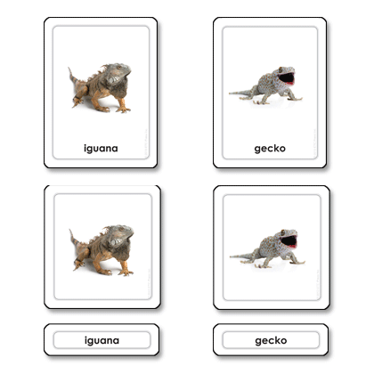 Reptiles - 3 Part Cards - Think Education Supplies