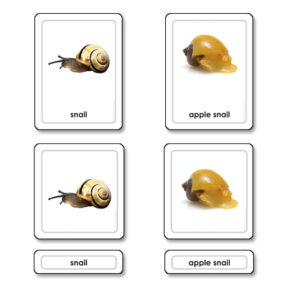 Mollusks - 3 Part Cards in Wooden Display Box - Think Education Supplies