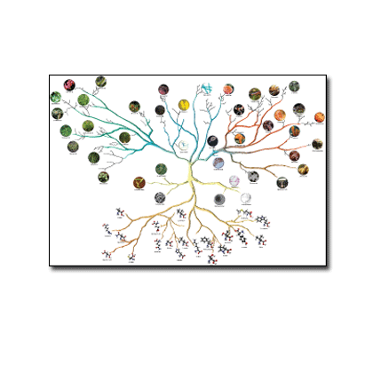 Phylogenetic tree of life chart (Working) - Think Education Supplies