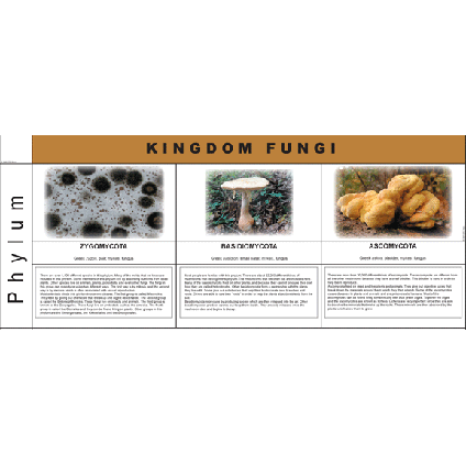 Fungi Kingdom Charts (printed on pvc cards) - Think Education Supplies