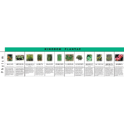 Plant Kingdom Charts (printed on pvc cards) - Think Education Supplies