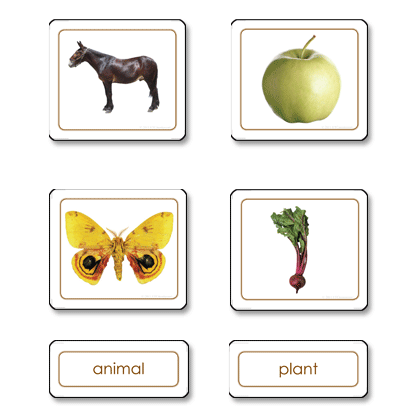 Plants and Animal - Sorting Cards - Think Education Supplies