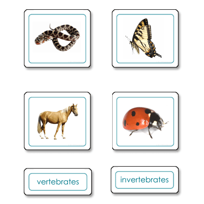 Invertebrates and Vertebrates - Sorting Cards - Think Education Supplies