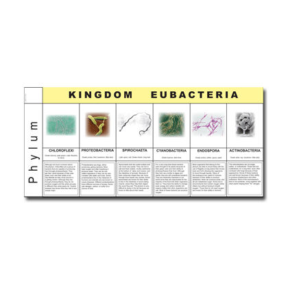 Bacteria Kingdom Chart
