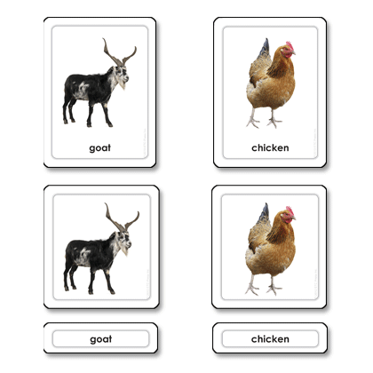 Domestic Animals - 3 Part Cards - Think Education Supplies