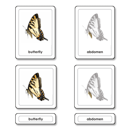 Part of a Butterfly (Insects) - 3 Part Cards - Think Education Supplies