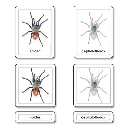 Parts of a Spider - 3 Part Cards - Think Education Supplies