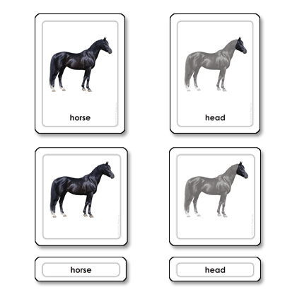 Part of a Horse - 3 Part Cards - Think Education Supplies