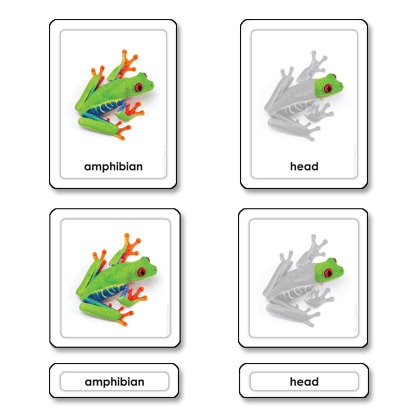 Parts of the Frog (Amphibians) - 3 Part Cards - Think Education Supplies