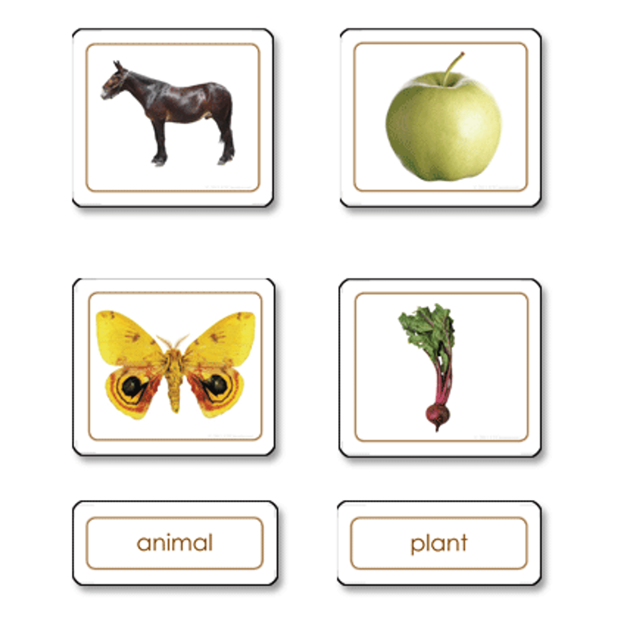 Plants and Animals - 3 Part Cards - Think Education Supplies