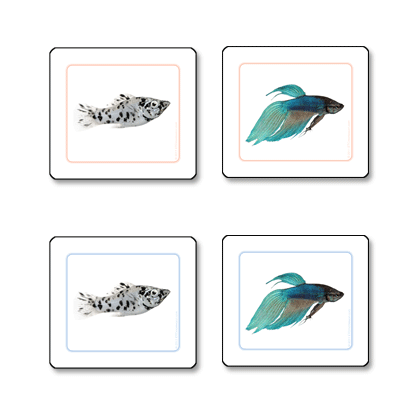 Fish Matching Cards pvc - Think Education Supplies