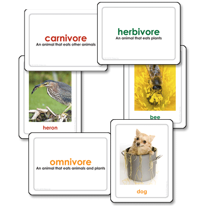 Carnivores,Herbivores & Omnivores - Think Education Supplies