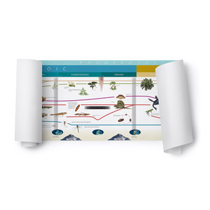 Timeline of life research cards - Think Education Supplies