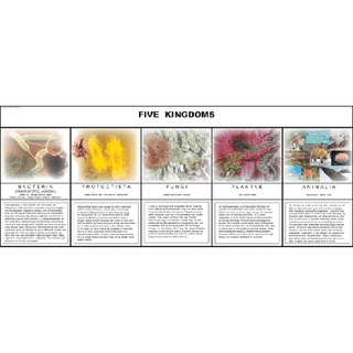 Five Kingdom Chart - Think Education Supplies