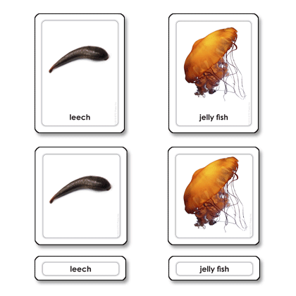 Invertebrates - 3 Part Cards in Wooden Display Box - Think Education ...