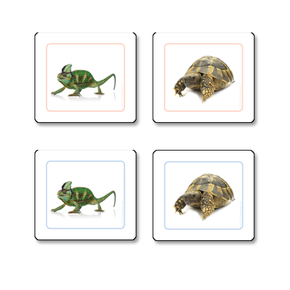 Reptiles Matching Cards pvc - Think Education Supplies