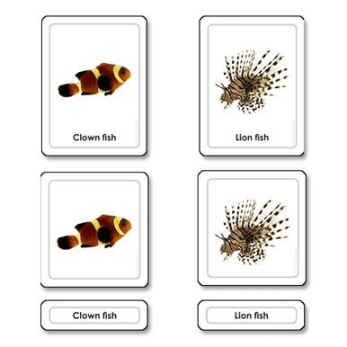 Fish - 3 Part Cards - Think Education Supplies
