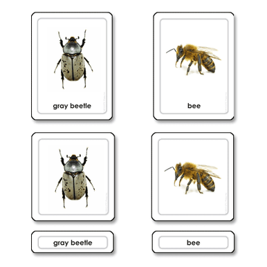 Insects - 3 Part Cards in Wooden Display Box - Think Education Supplies