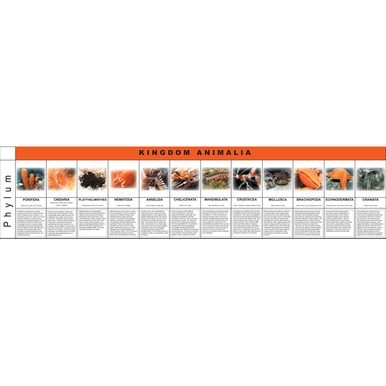 Animalia Kingdom Charts (printed on pvc cards) - Think Education Supplies