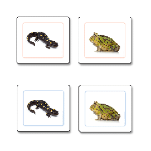 Amphibians Matching Cards pvc - Think Education Supplies