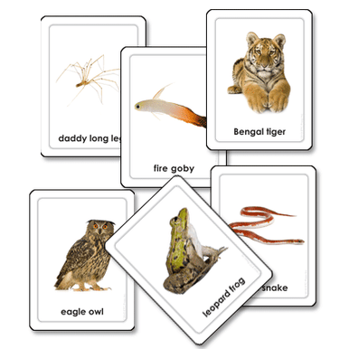 Animals of the Seven Continents Cards - Think Education Supplies