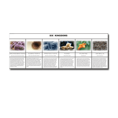 Six kingdom chart The Six Kingdom Chart - Think Education Supplies