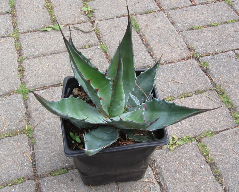 Valley Succulents Specialty Nursery