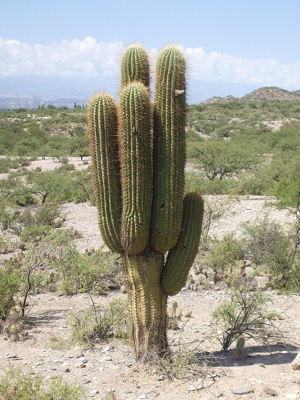 Trichocereus terscheckii seeds
