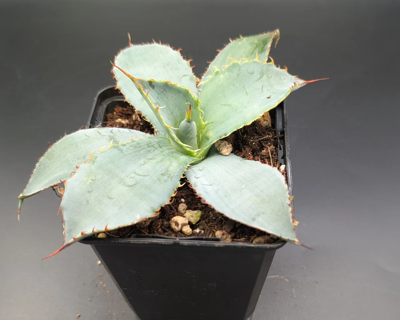 Agave guadalajarana