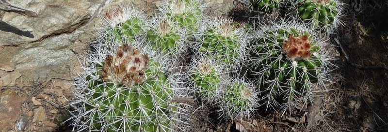 Parodia - Notocactus
