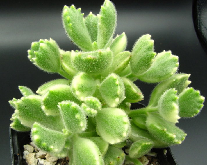 shop-cotyledon-valley-succulents