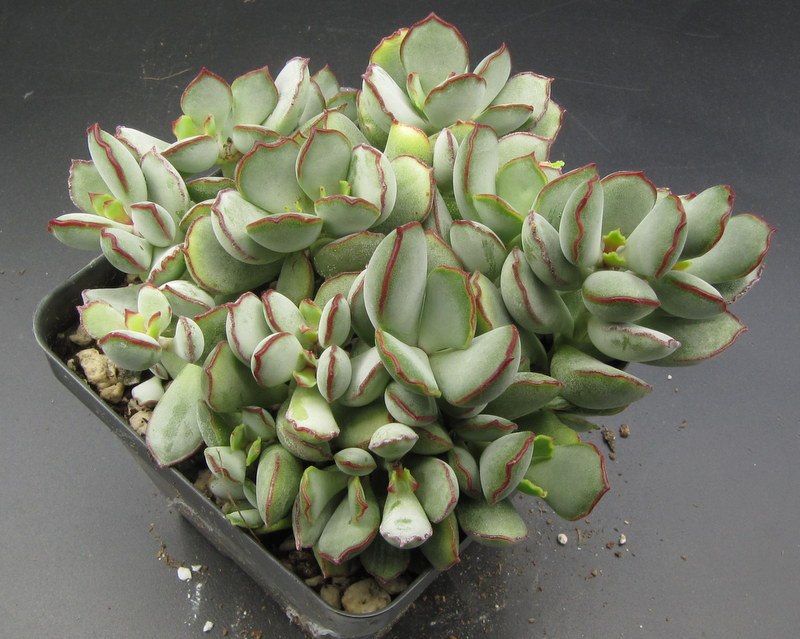 Succulents - Adromischus - Valley Succulents