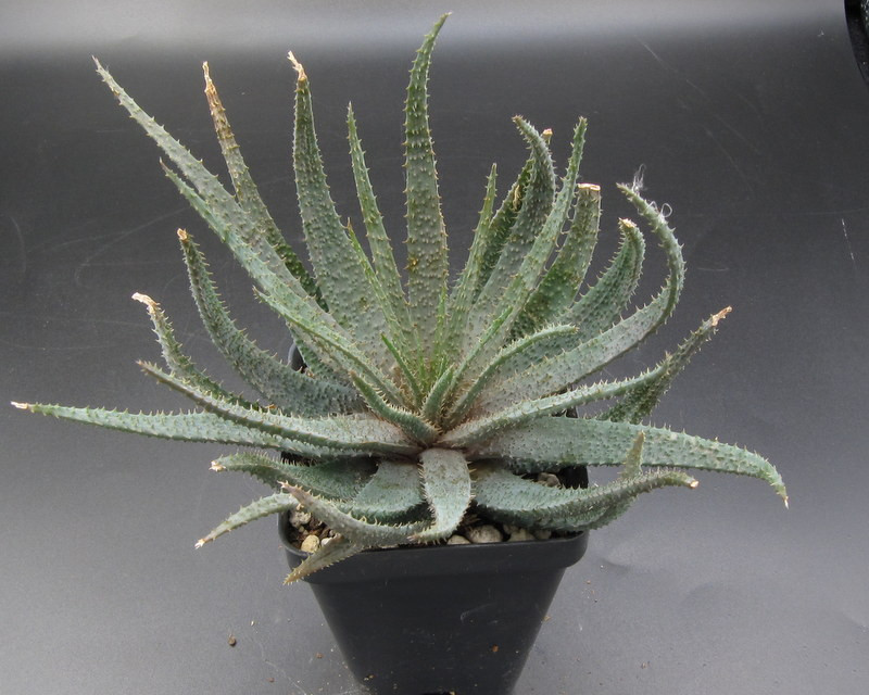 Aloe parvula