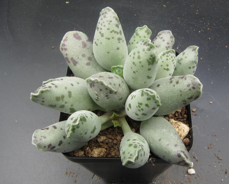 Succulents - Adromischus - Valley Succulents