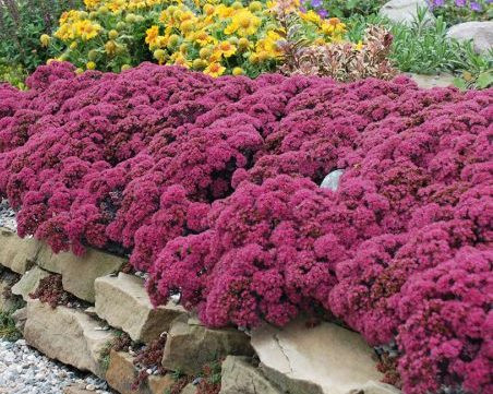 Shop Sedum Valley Succulents
