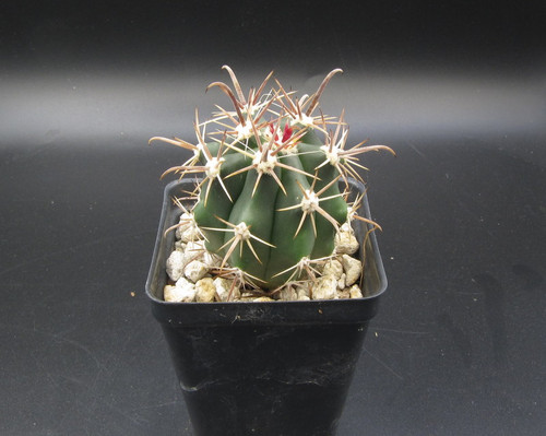 Shop Cacti | Valley Succulents