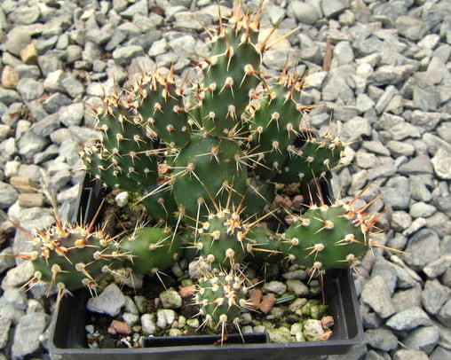 Opuntia fragils ‘Pony’
