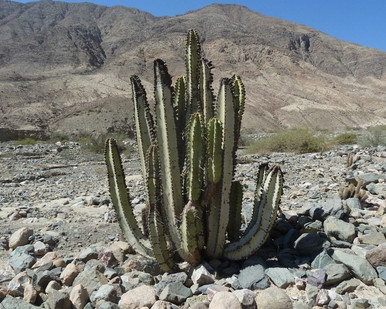 Astrophytum asterias f. multipunctatum seeds